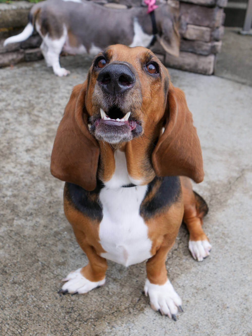 My Pet Was Bitten by a Wild Animal. What Should I Do? - Emerald City Vet