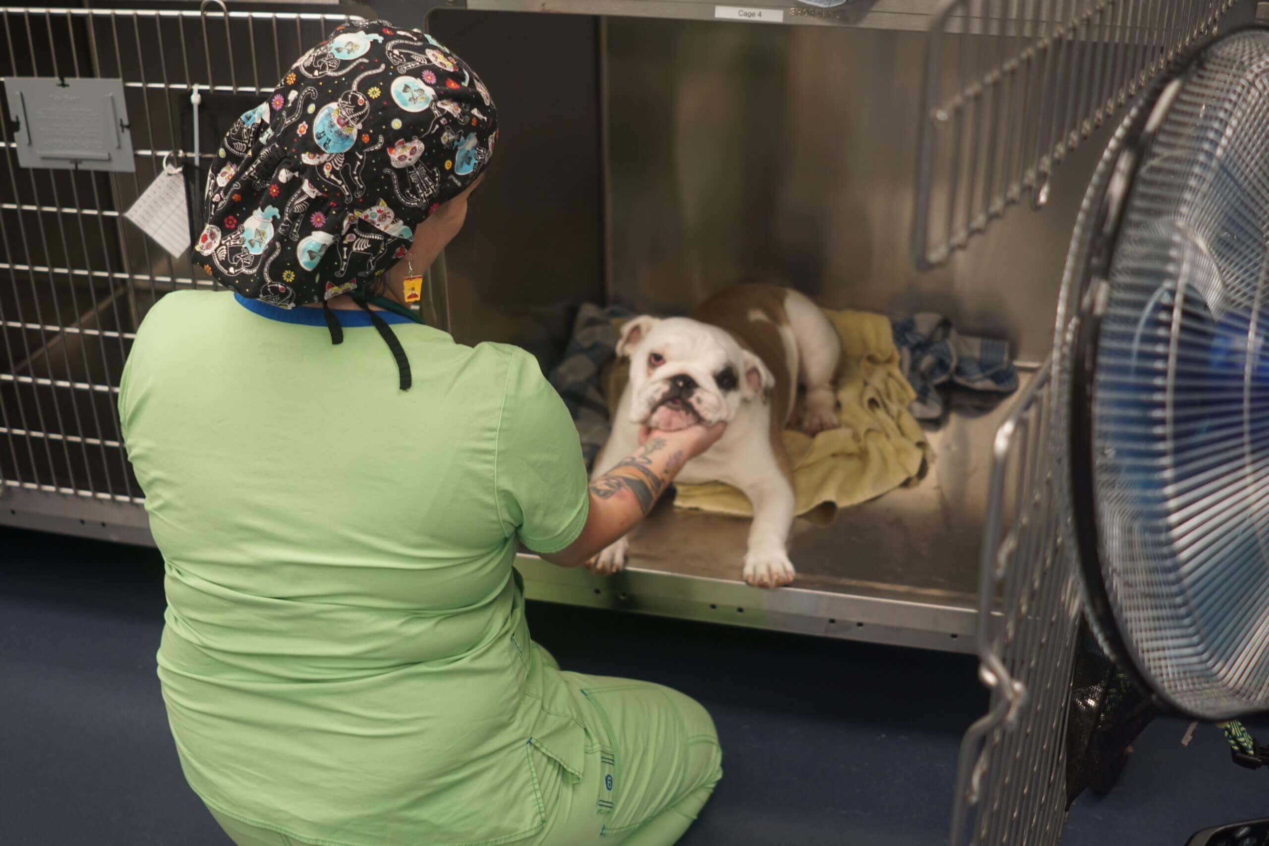 What to Expect During Triage at the Veterinary ER - Emerald City Vet