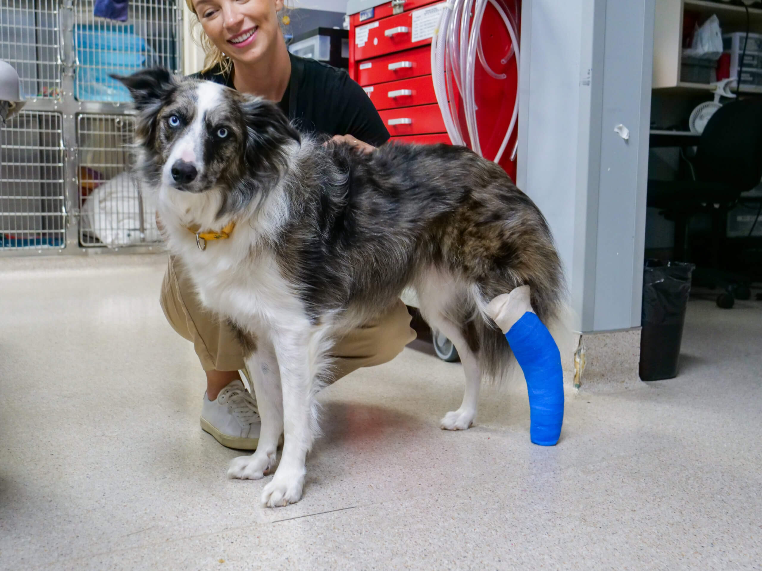 How to Safely Transport an Injured Pet to an Animal Emergency Clinic ...