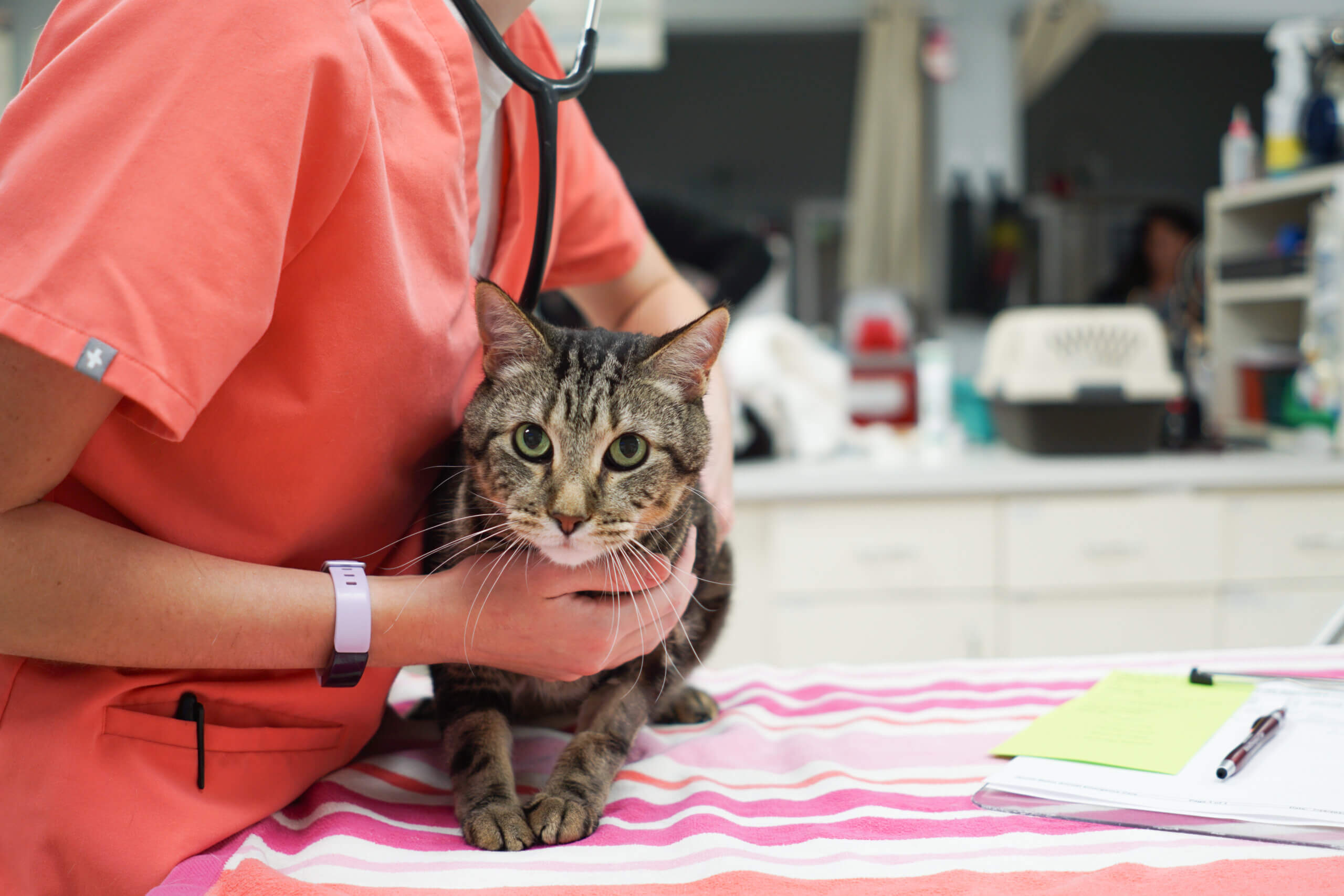Why Do Pets Do That? Explaining the Top 10 Weird Pet Behaviors ...